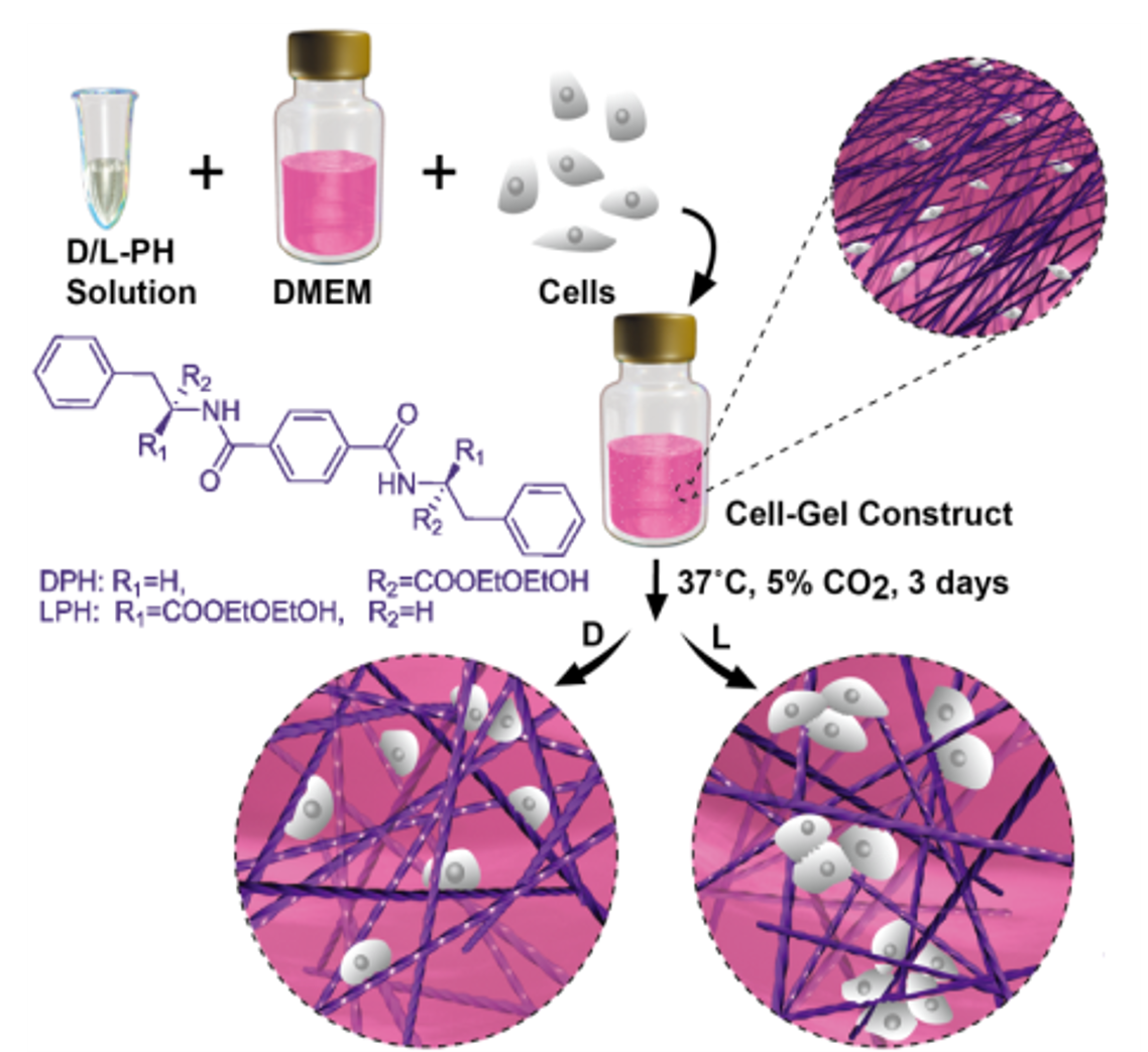 Chiral Biomaterials Engineering: Directing Cell Behavior and Enabling ...